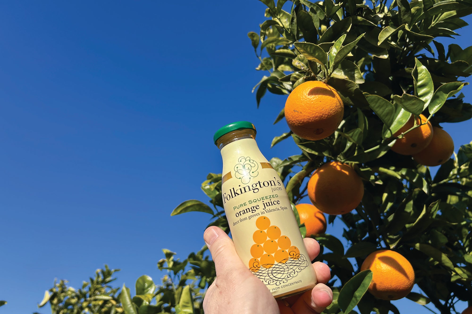 Discover our sustainable oranges – Folkington's