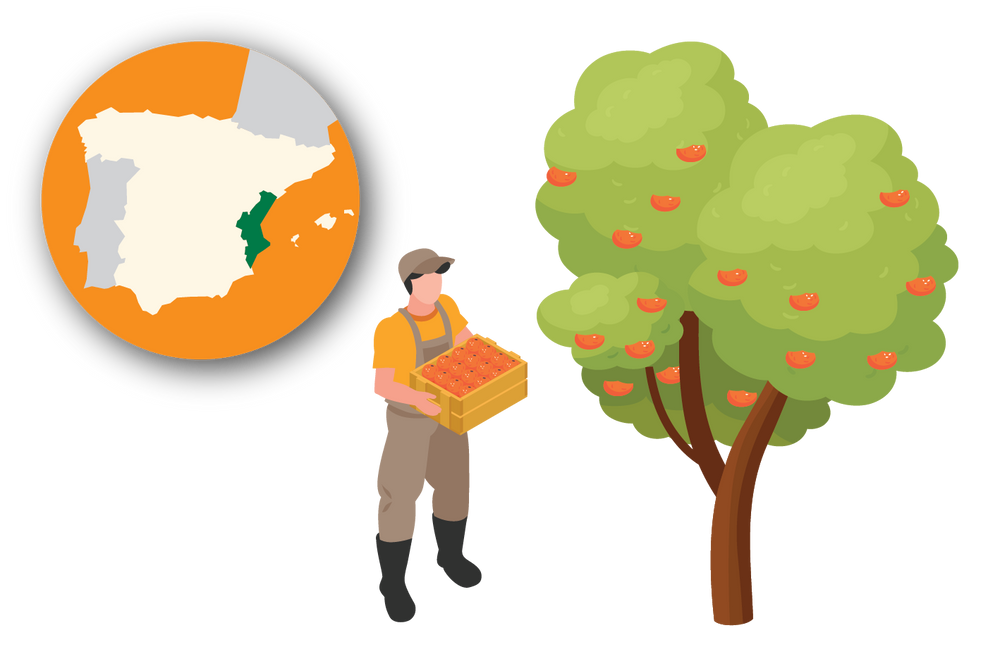 Discover our sustainable oranges – Folkington's